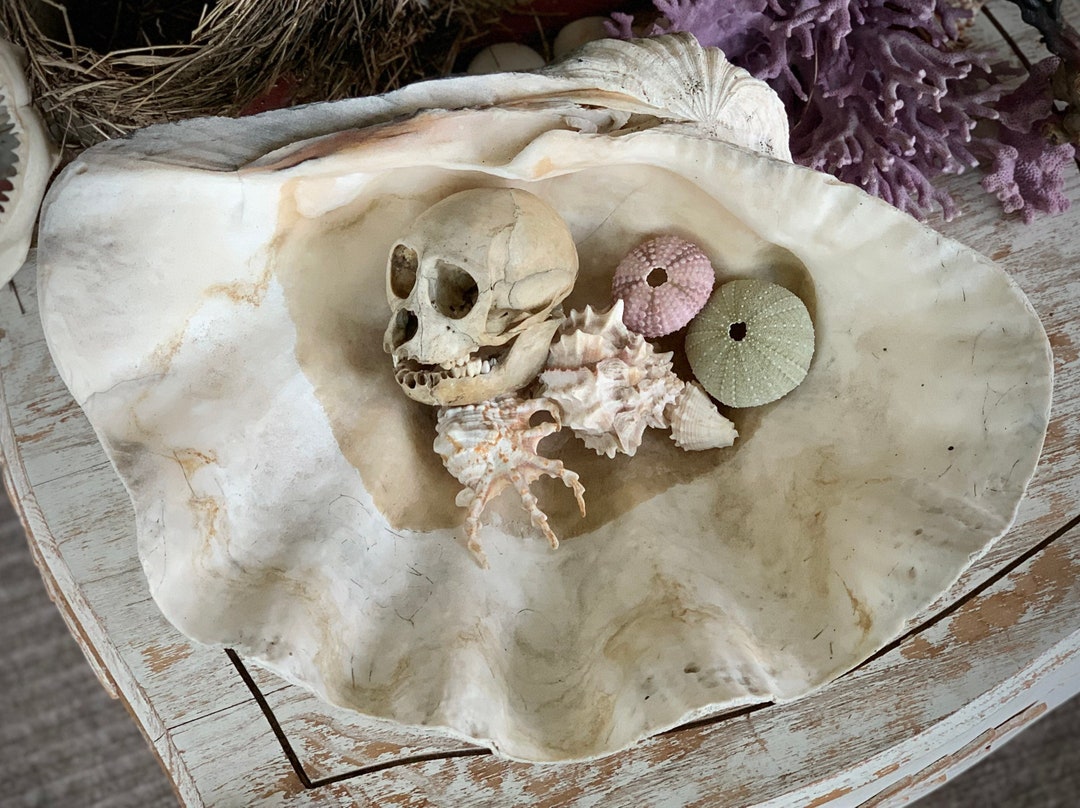 Vintage Real Clam Shell Large Natural Specimen Ruffled Seashell Dish ...