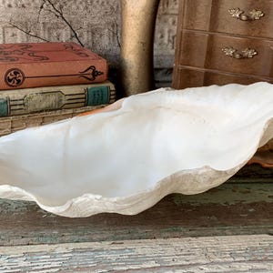 Vintage Real Clam Shell Natural Specimen Ruffled Seashell Dish Bowl 13 ...