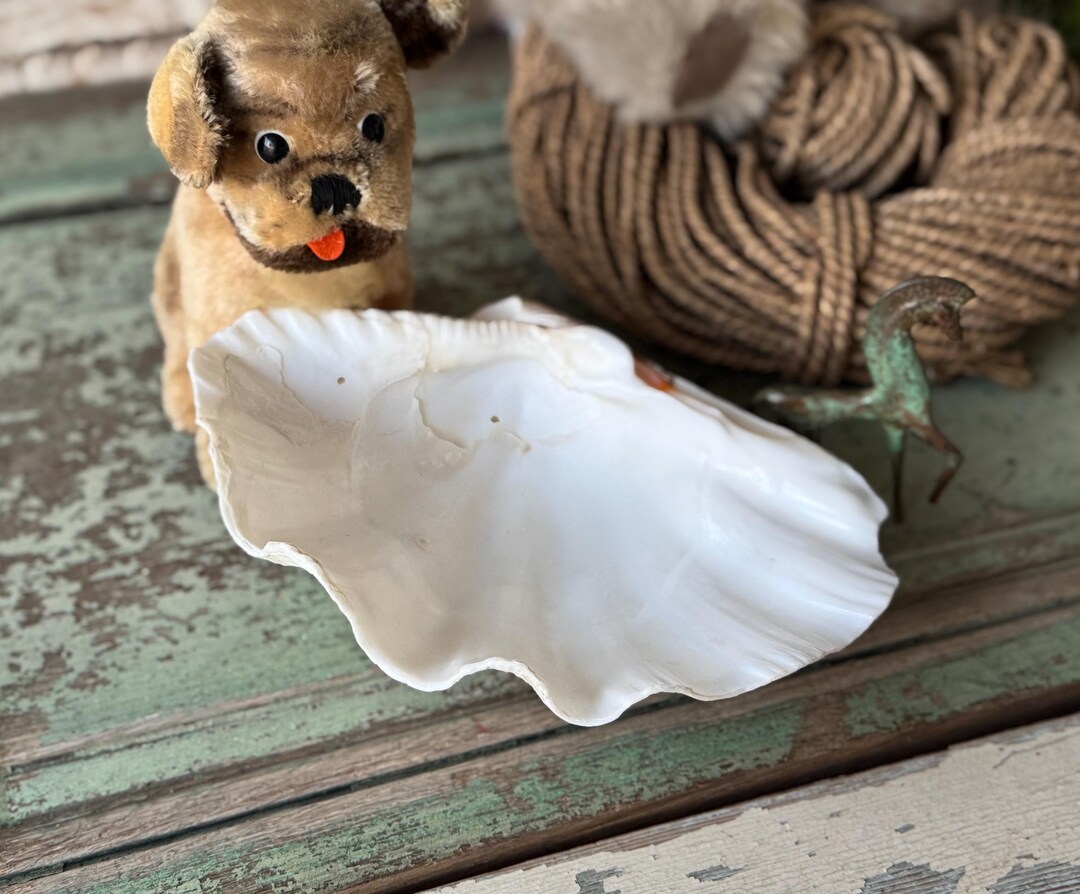 Vintage Clam Shell Real Nature Specimen Ruffled Seashell Dish 10 Inch ...
