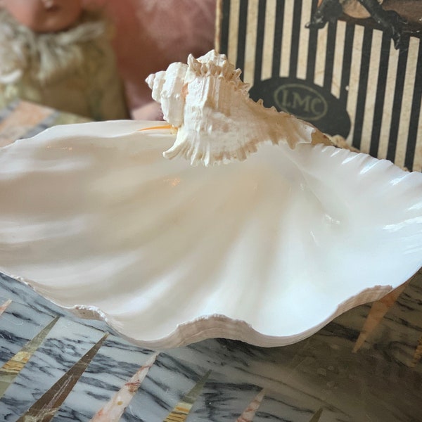 Clam Shell Bowl - Etsy