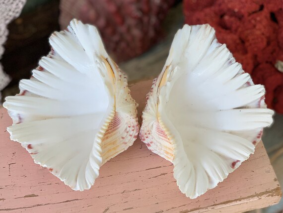 Vintage Pair Mini Clam Shells 2 Part Piece Small Double | Etsy