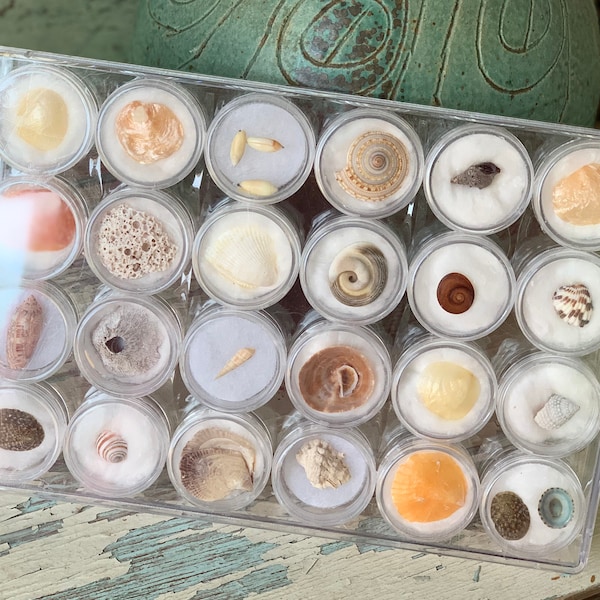 Seashell Display Box - Etsy