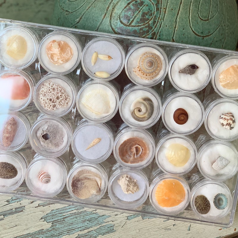 Seashell Collection - Etsy