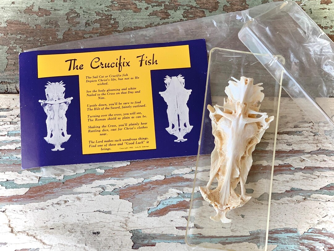 Vintage Crucifix Fish Bone Miniature Fish Skeleton Jesus Curiosity ...