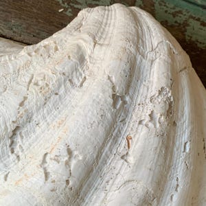 Vintage Real Clam Shell Natural Specimen Ruffled Seashell Dish Bowl 13 ...