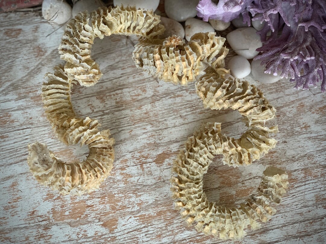 Vintage Lightning Whelk Seashell Egg Casing Shell Spiral Egg Case Real ...