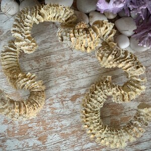 Vintage Lightning Whelk Seashell Egg Casing Shell Spiral Egg Case Real ...