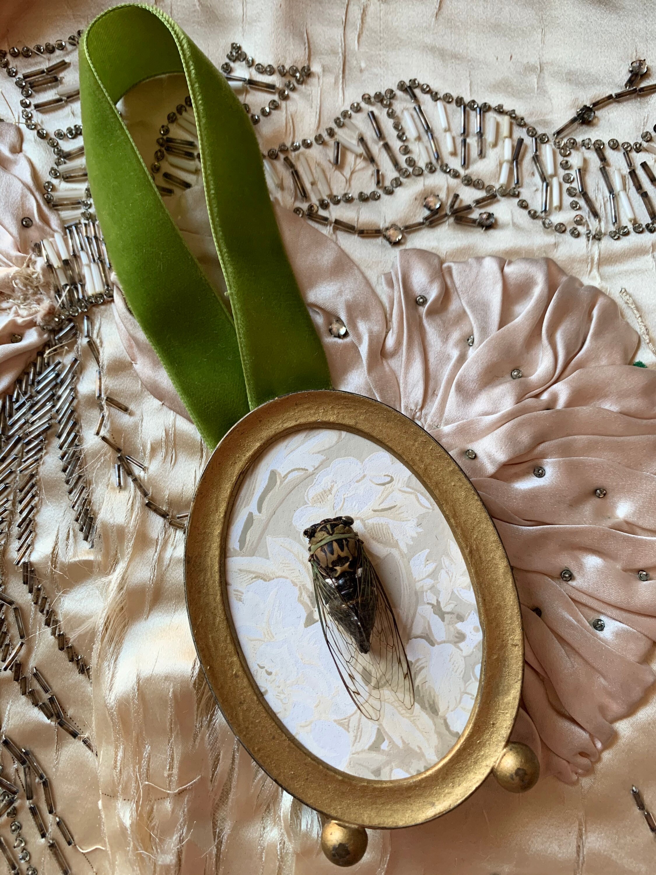 Framed Real Cicada Insect Specimen Mini Vintage Frame Creepy | Etsy