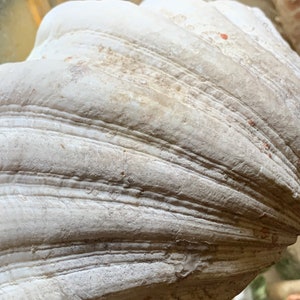 Vintage Real Clam Shell Small Natural Specimen Ruffled Seashell Dish ...