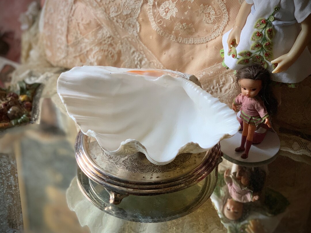 Vintage Real Clam Shell Small Natural Specimen Ruffled Seashell Dish ...