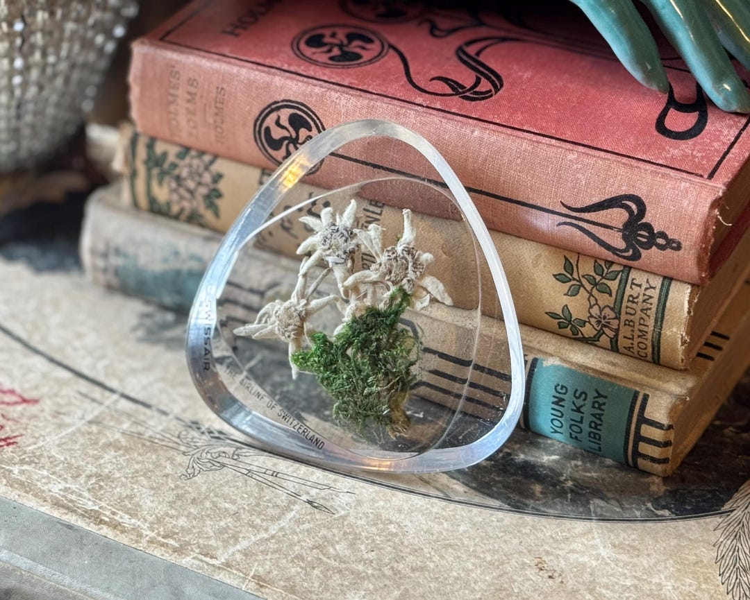 Vintage Swissair Edelweiss Dried Flowers Lucite Plastic Paperweight ...