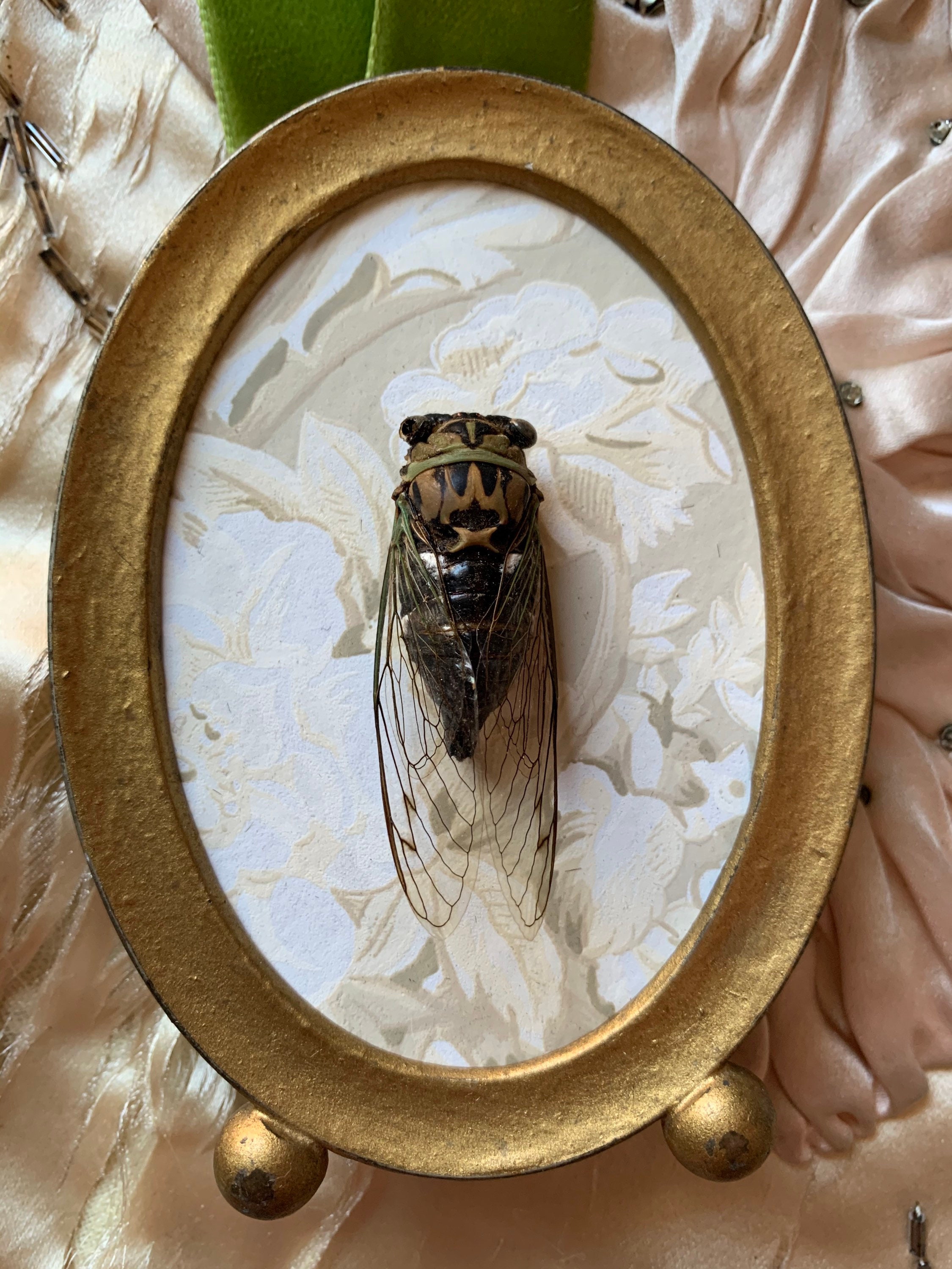Framed Real Cicada Insect Specimen Mini Vintage Frame Creepy | Etsy