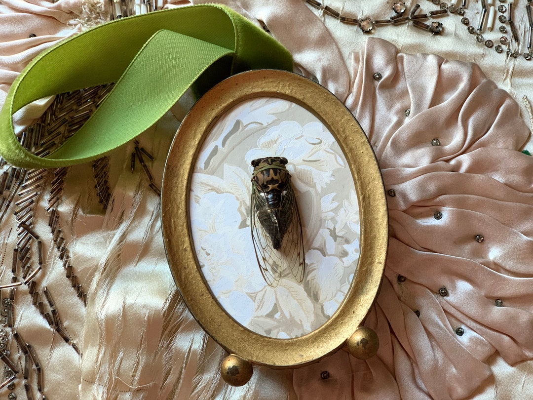 Framed Real Cicada Insect Specimen Mini Vintage Frame Creepy Bug Oddity ...