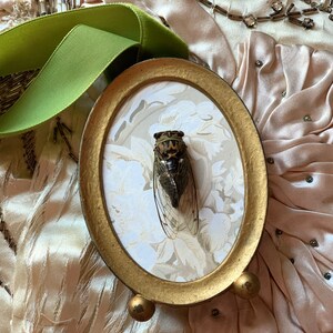 Framed Real Cicada Insect Specimen Mini Vintage Frame Creepy Bug Oddity ...