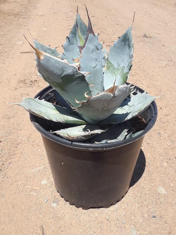 Agave Titanota White Ice 5 Gallonen - Etsy.de