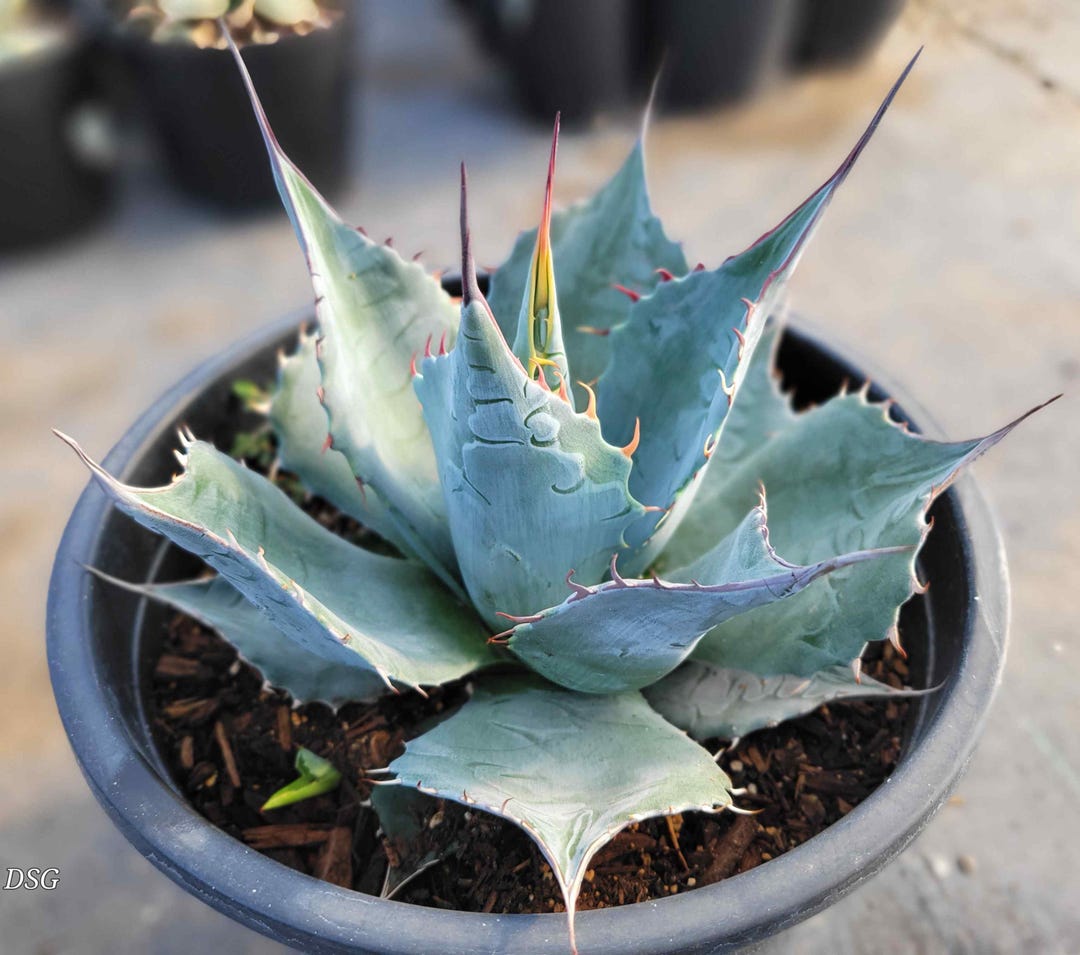 Desert Rose Agave - 5 Gallon - Etsy