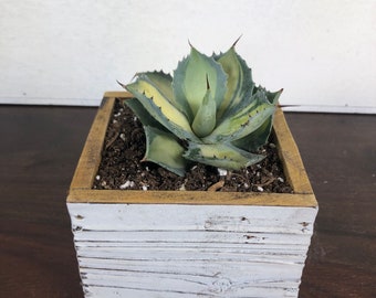 Agave Isthmensis rum Runner Yellow Fleshy Leaves. USDA Zone of 9b to ...