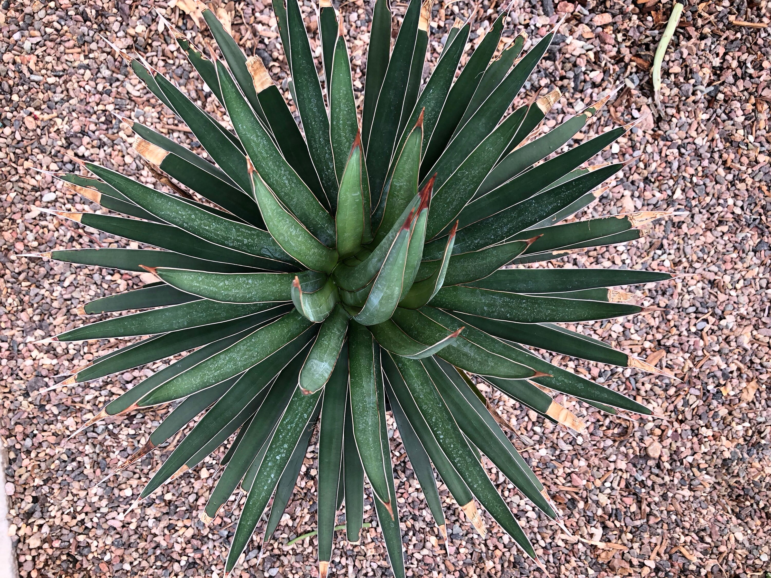 Agave Ocahui