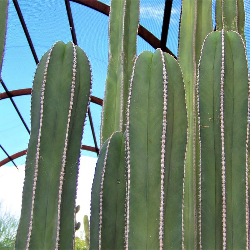 Fence Post Cactus - Etsy