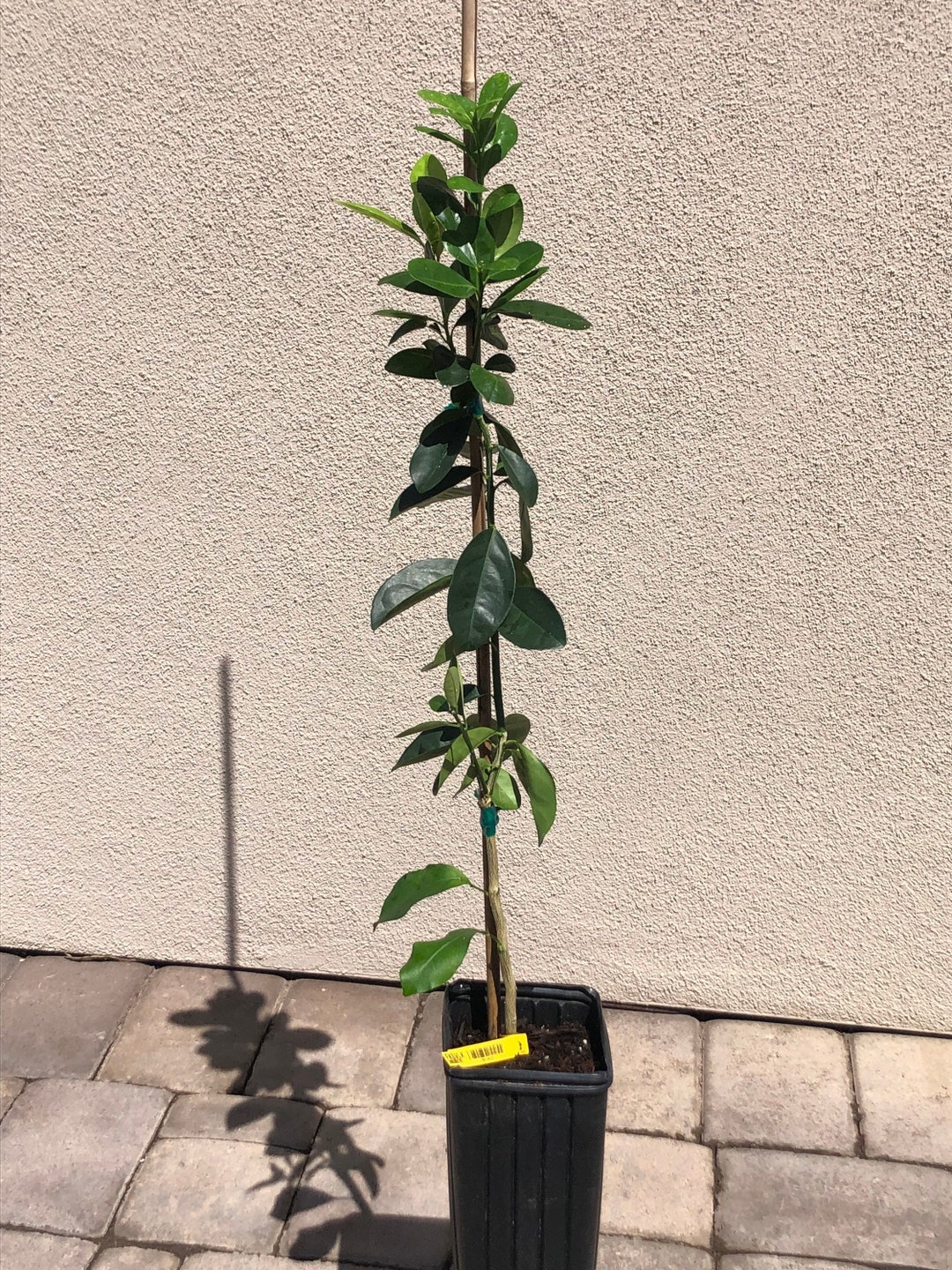 Fukushu Kumquat Tree 18 Planted Height Free Shipping - Etsy