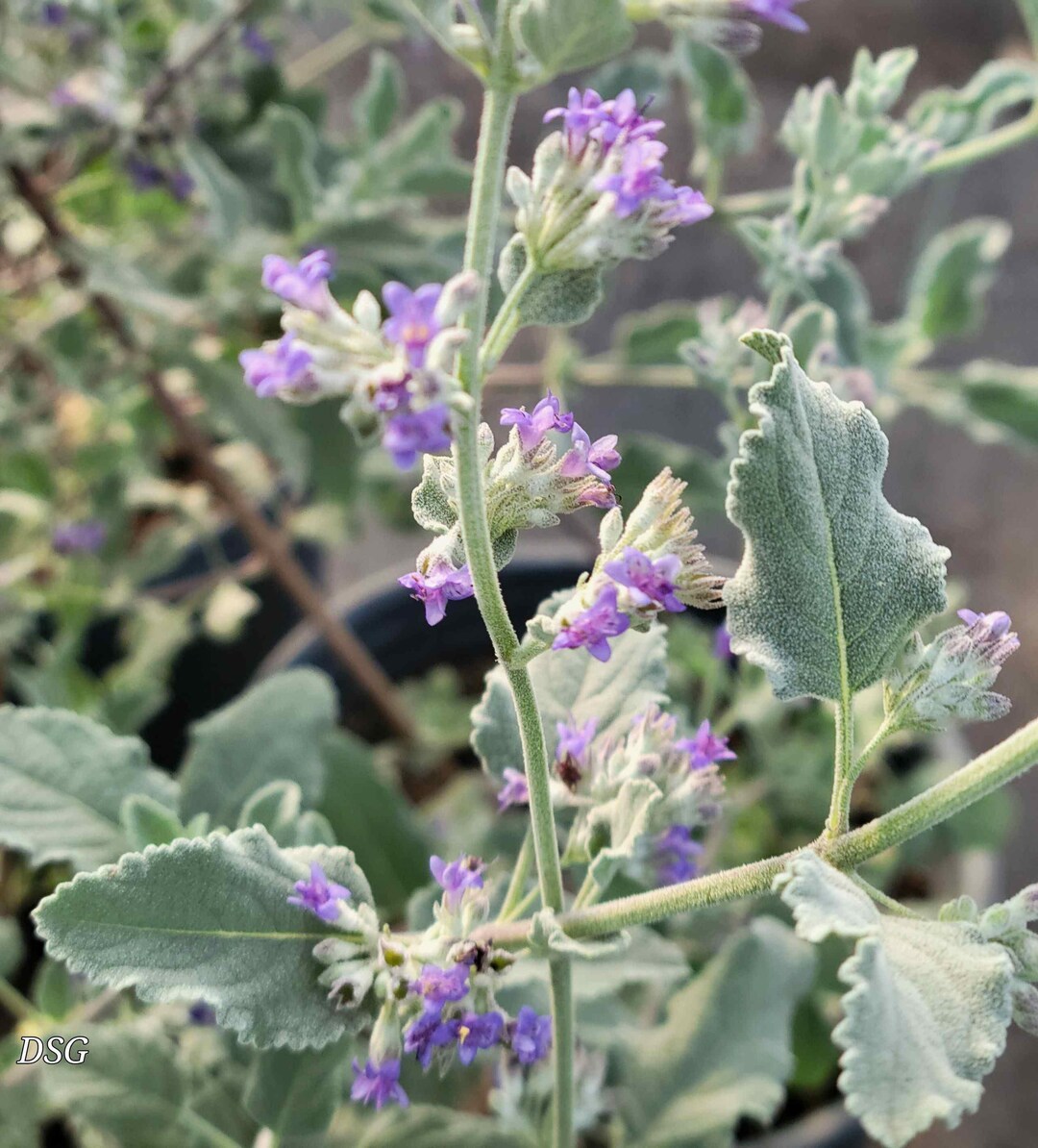 Condea Emoryi (syn. Hyptis Emoryi) - Desert Lavender - Etsy