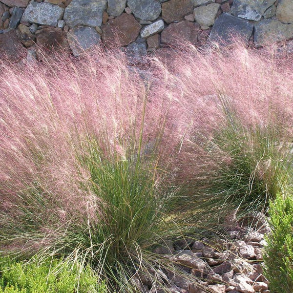 Pink Muhly Grass - Etsy