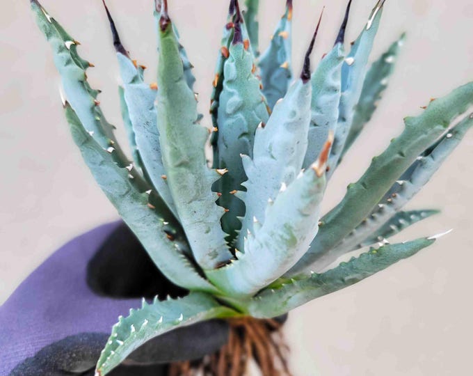 Agave Utahensis, Utah Agave, Rare Slate Blue Succulent, 5 Seeds, Loves ...