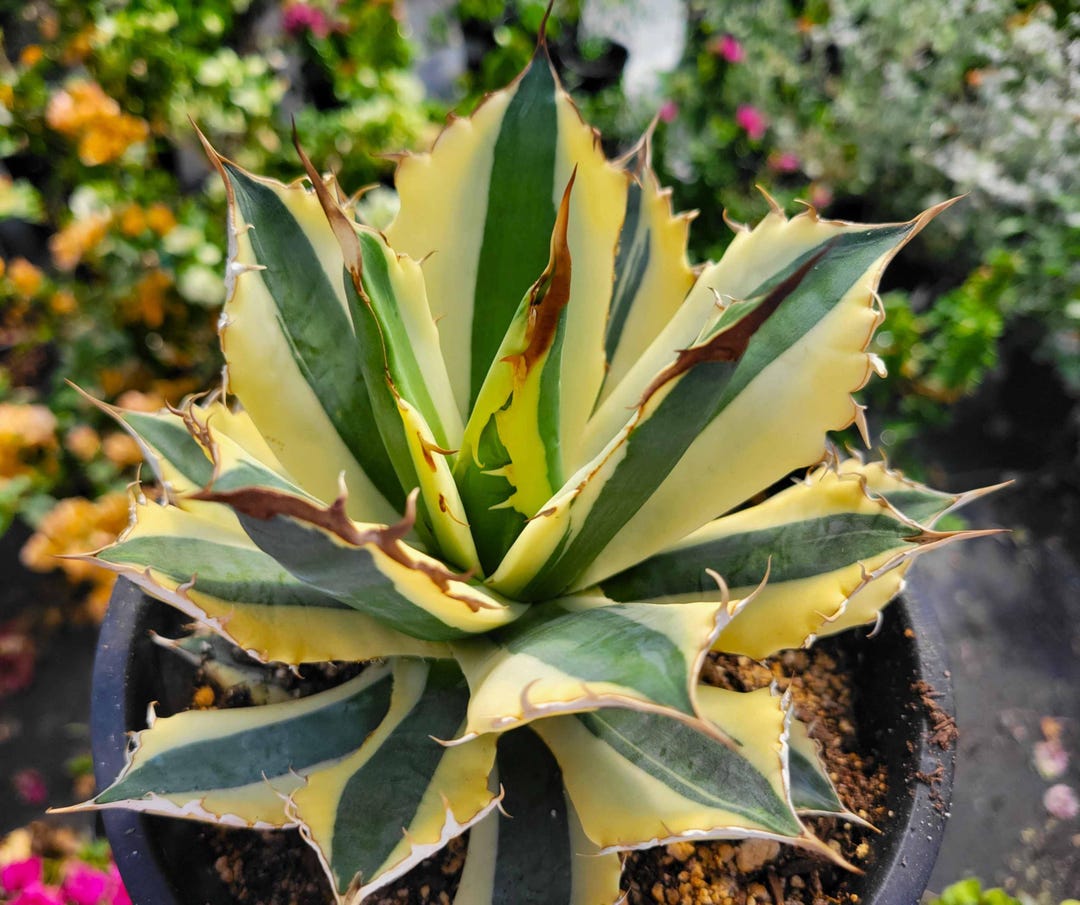 Snaggle Tooth Agave - Etsy