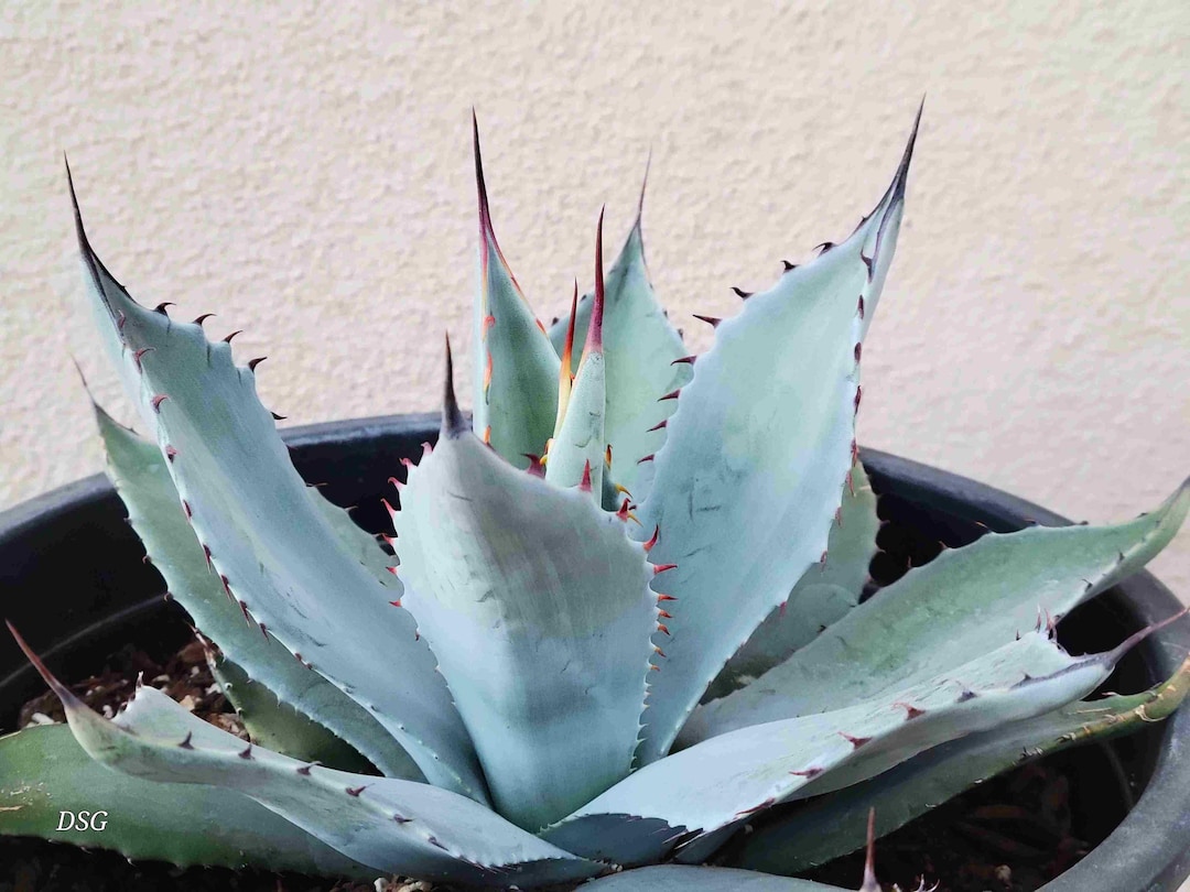 Huachuca Agave: Cold Hardy Blue Agave (5gal. Size) - Etsy