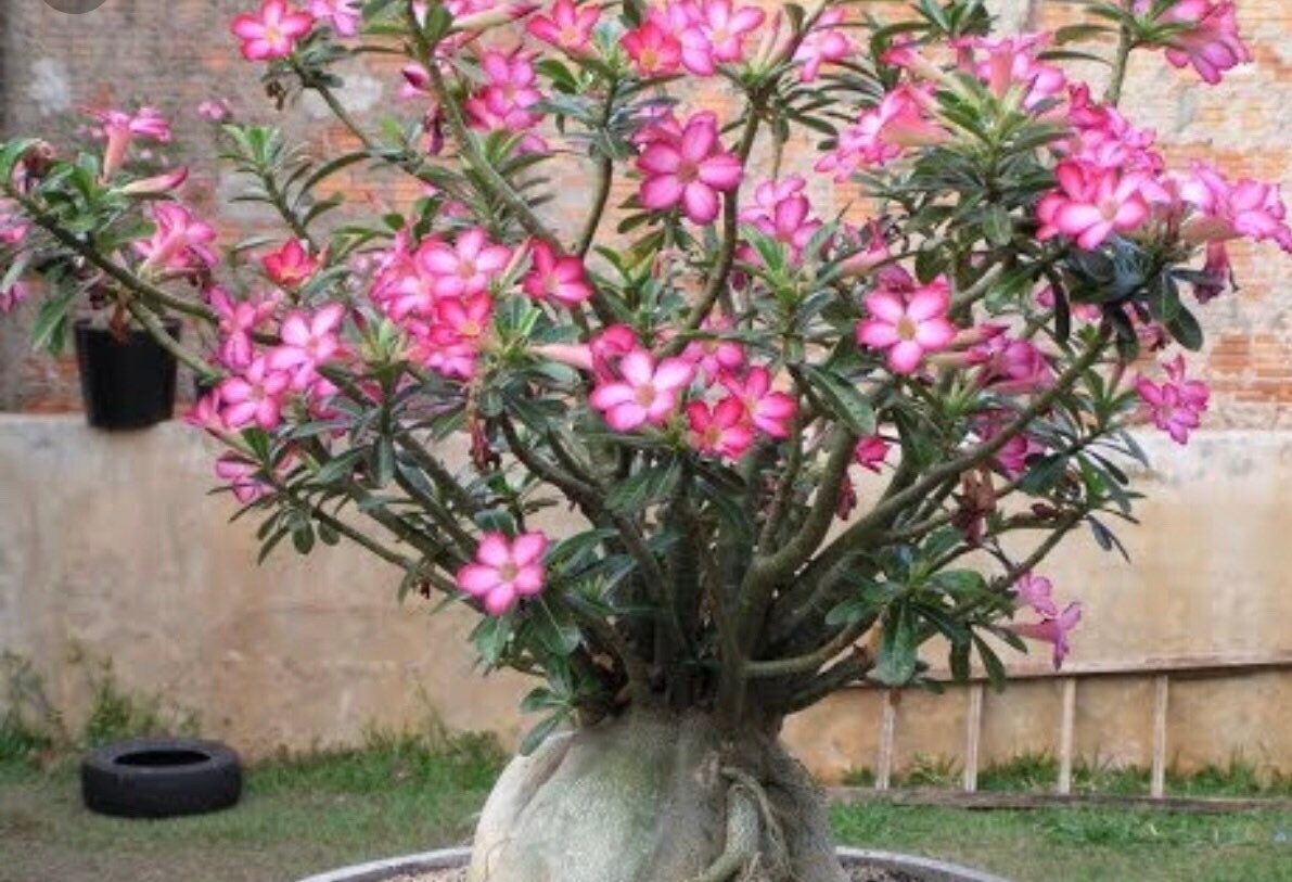Adenium arabicum 5 gallon | Etsy