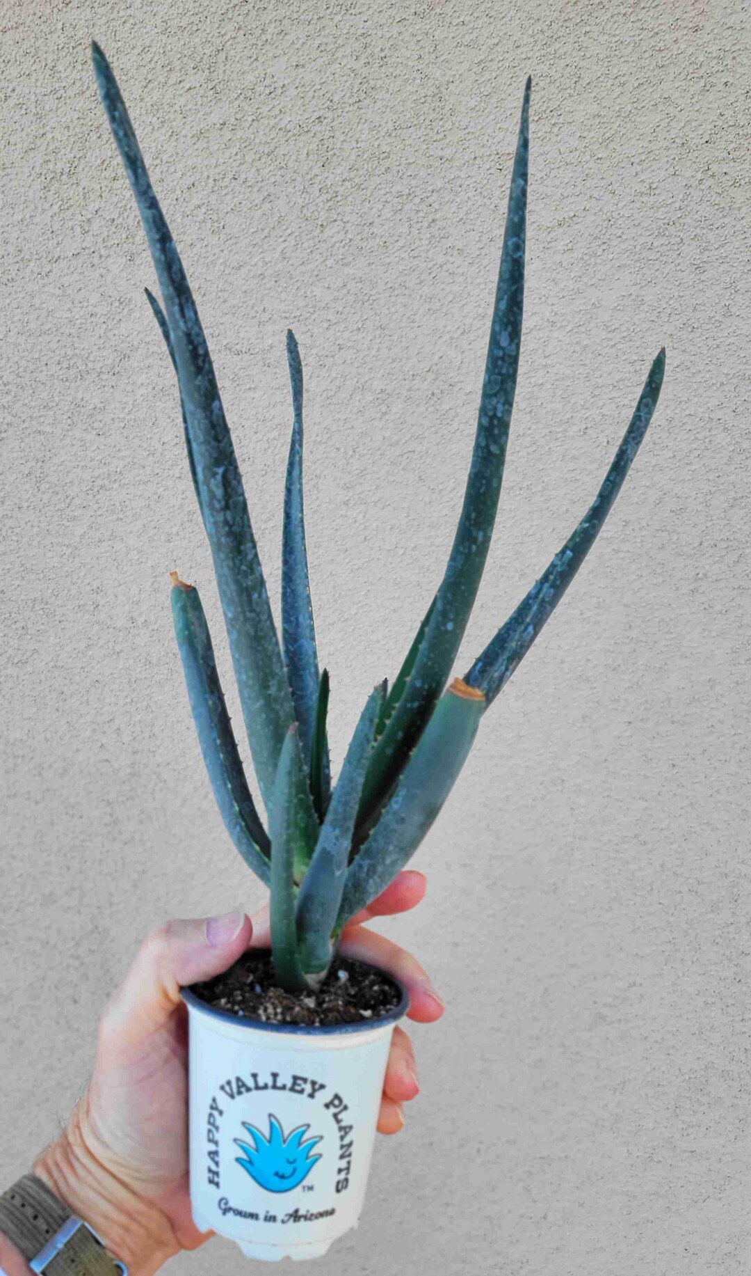 Aloe X Hercules 4in. Pot 6-10in. Tall - Etsy