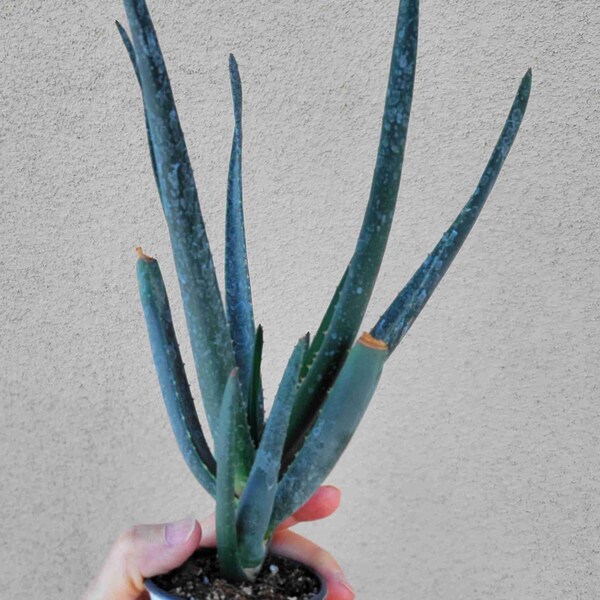 Aloe Hybrid - Etsy