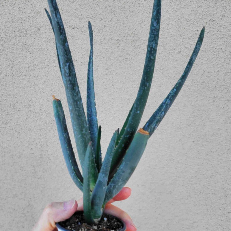 Aloe Hybrid - Etsy
