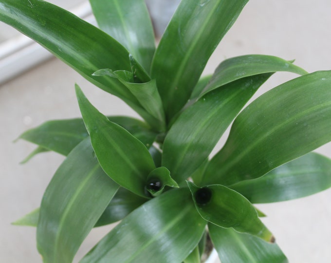 Dracaena Lisa Cane - Full Plant - 6” Pot - 12" Tall - Etsy