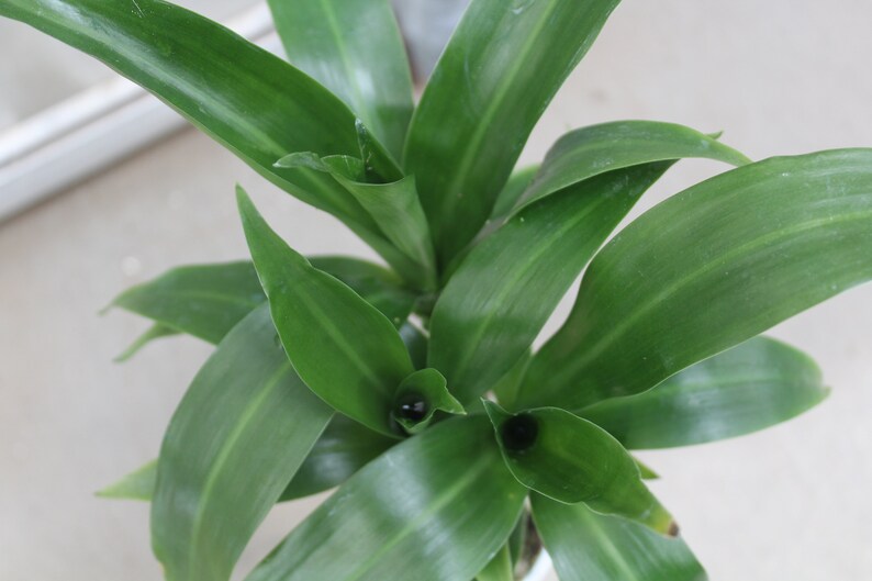 Dracaena Lisa Cane Full Plant 6 Pot 12 Tall | Etsy