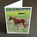 Custom Printed A7 Greeting Card Combo Pack - Etsy