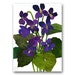 VIOLETS Blank Greeting Card 5x7 Springtime Flowers Also Available as a ...