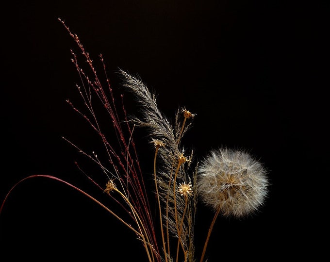 Energy Infused Dandelion Manifests Your Desires Promotes Psychic ...