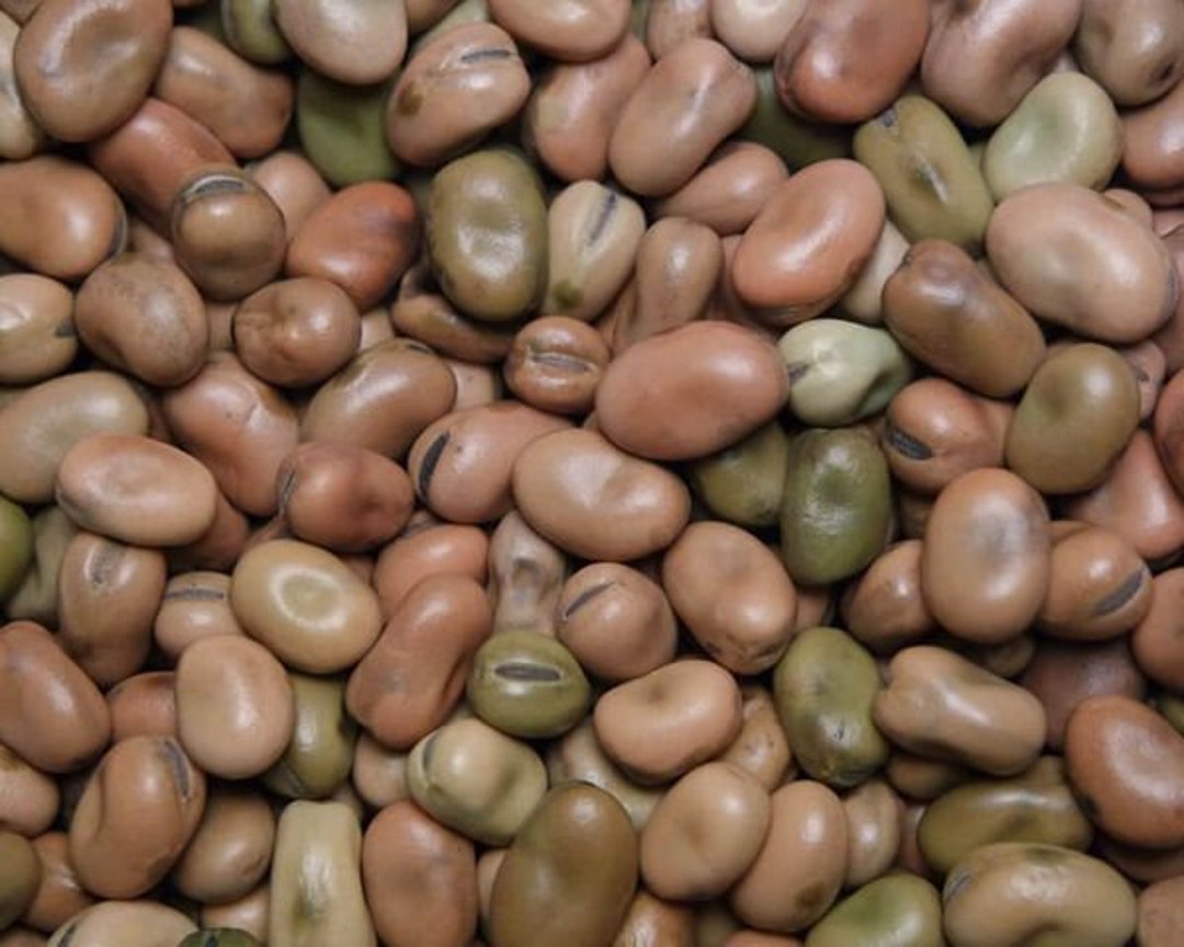 Mojo Wish Beans ~ Simple Magickswith Powerful Result - Great for Luck ...