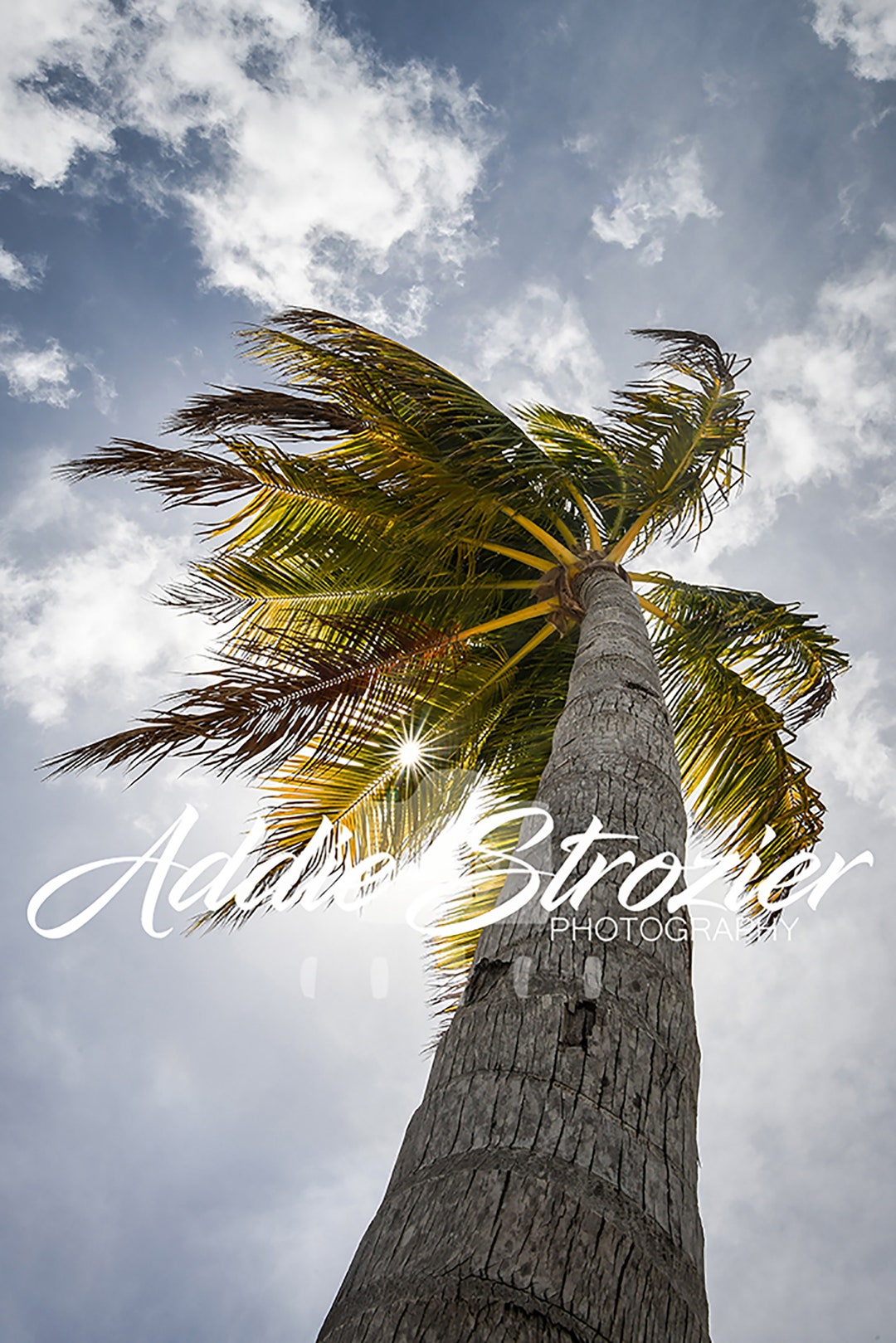 Palm Tree, South Carolina, Lowcountry, State Tree, Photography Print - Etsy