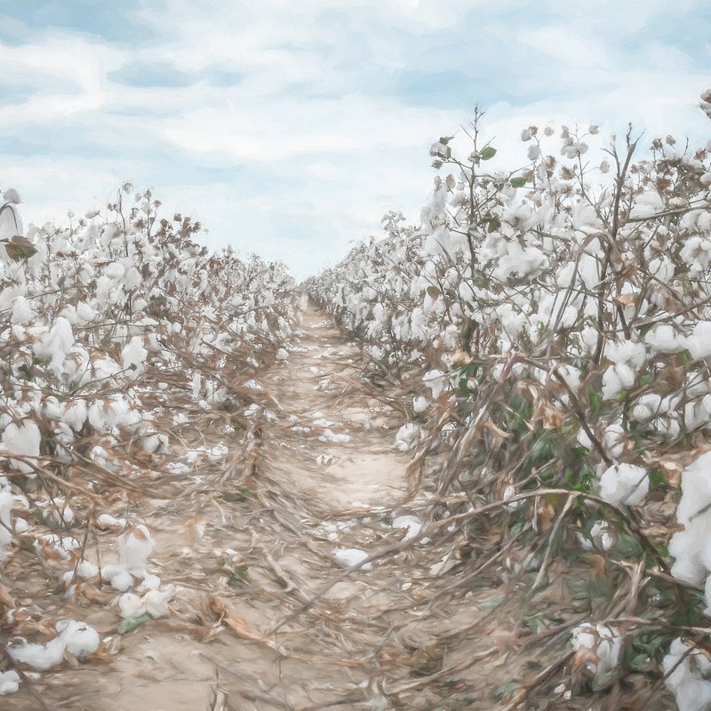 Cotton Fields - Etsy