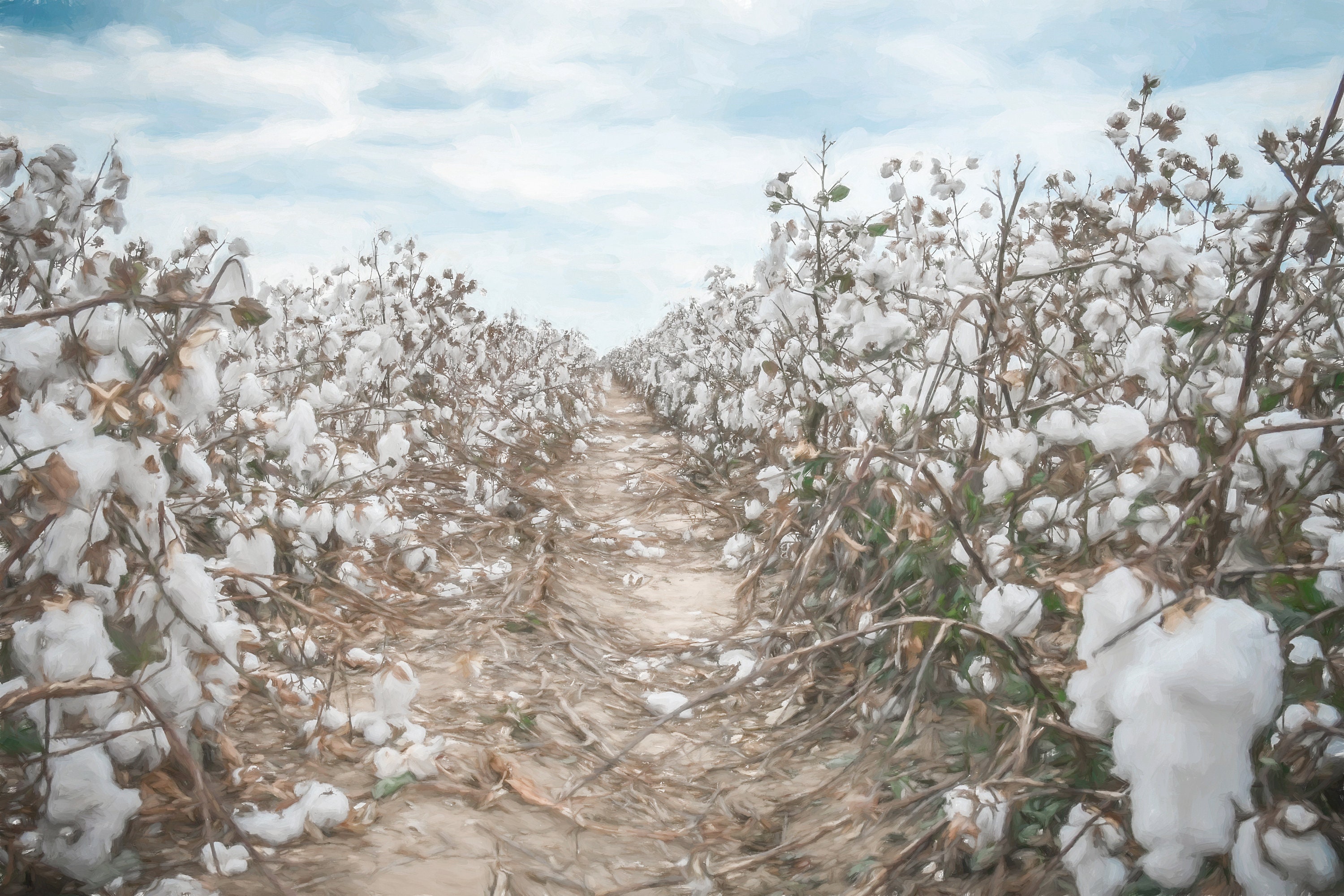 Yankee In A Southern Cotton Field | atelier-yuwa.ciao.jp