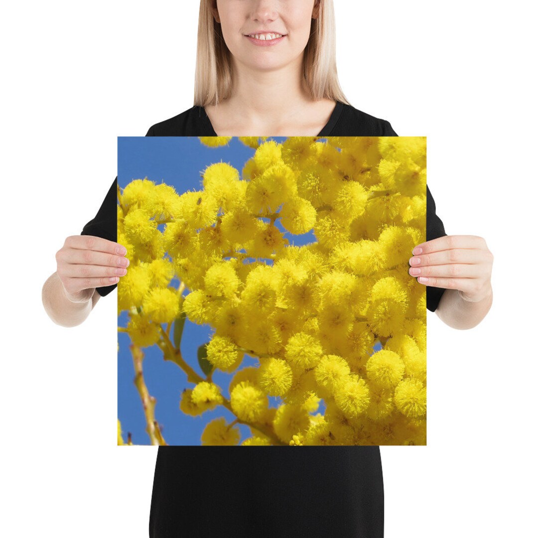 Australian Wattle Photo Paper Poster, Golden Wattle Poster, Australian ...
