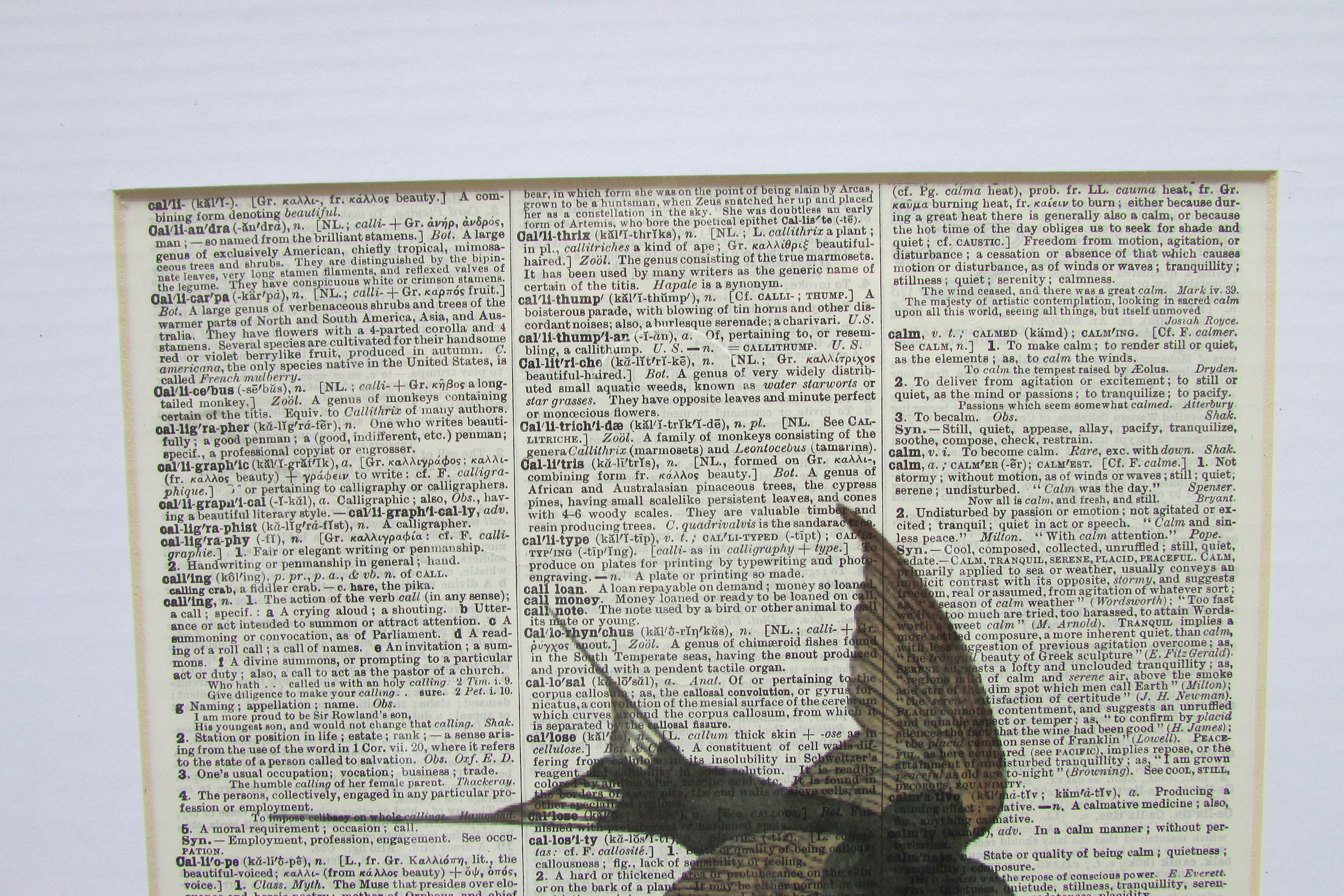 Dictionary Art Bird Print Dictionary Page 1917 Webster's 8 X 11 Inches ...