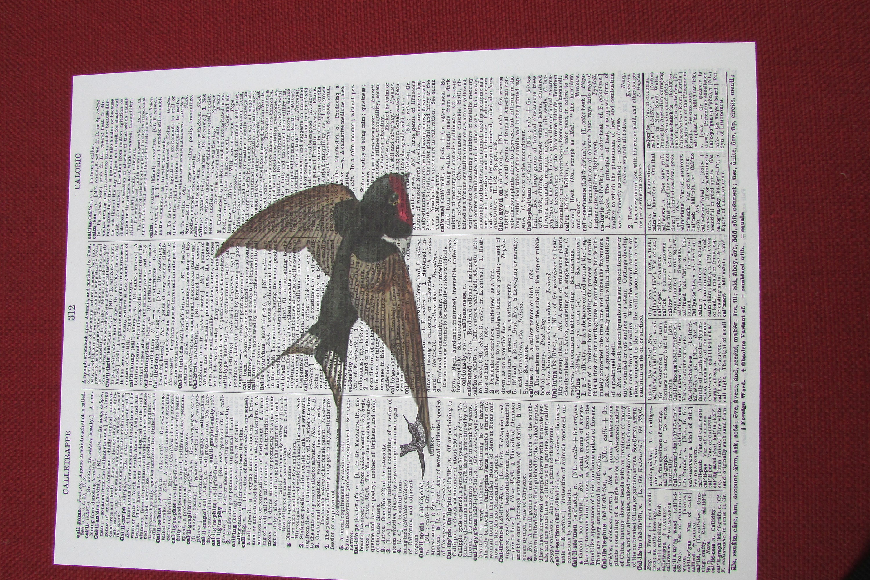 Dictionary Art Bird Print Dictionary Page 1917 Webster's 8 X 11 Inches ...
