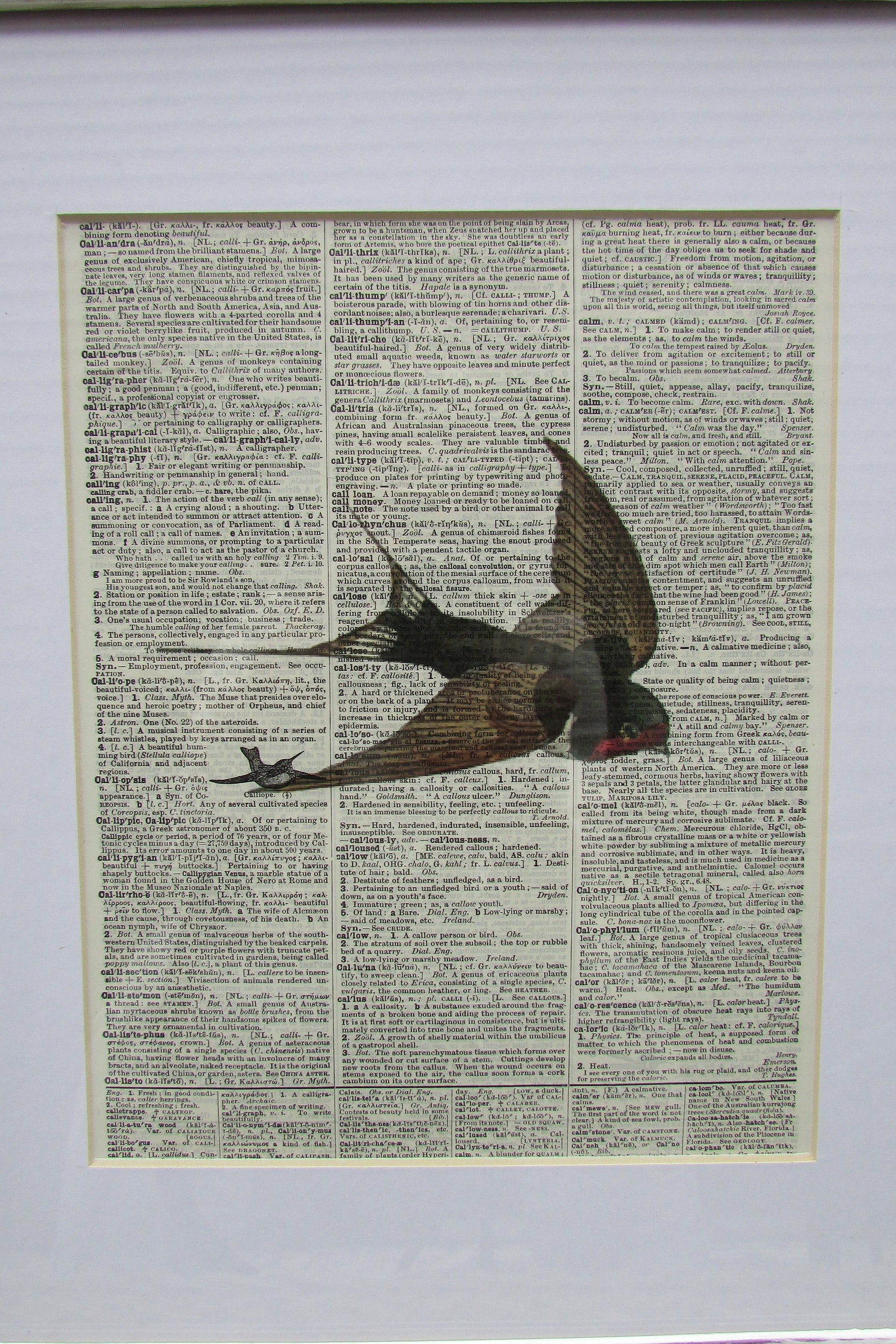 Dictionary Art Bird Print Dictionary Page 1917 Webster's 8 X 11 Inches ...