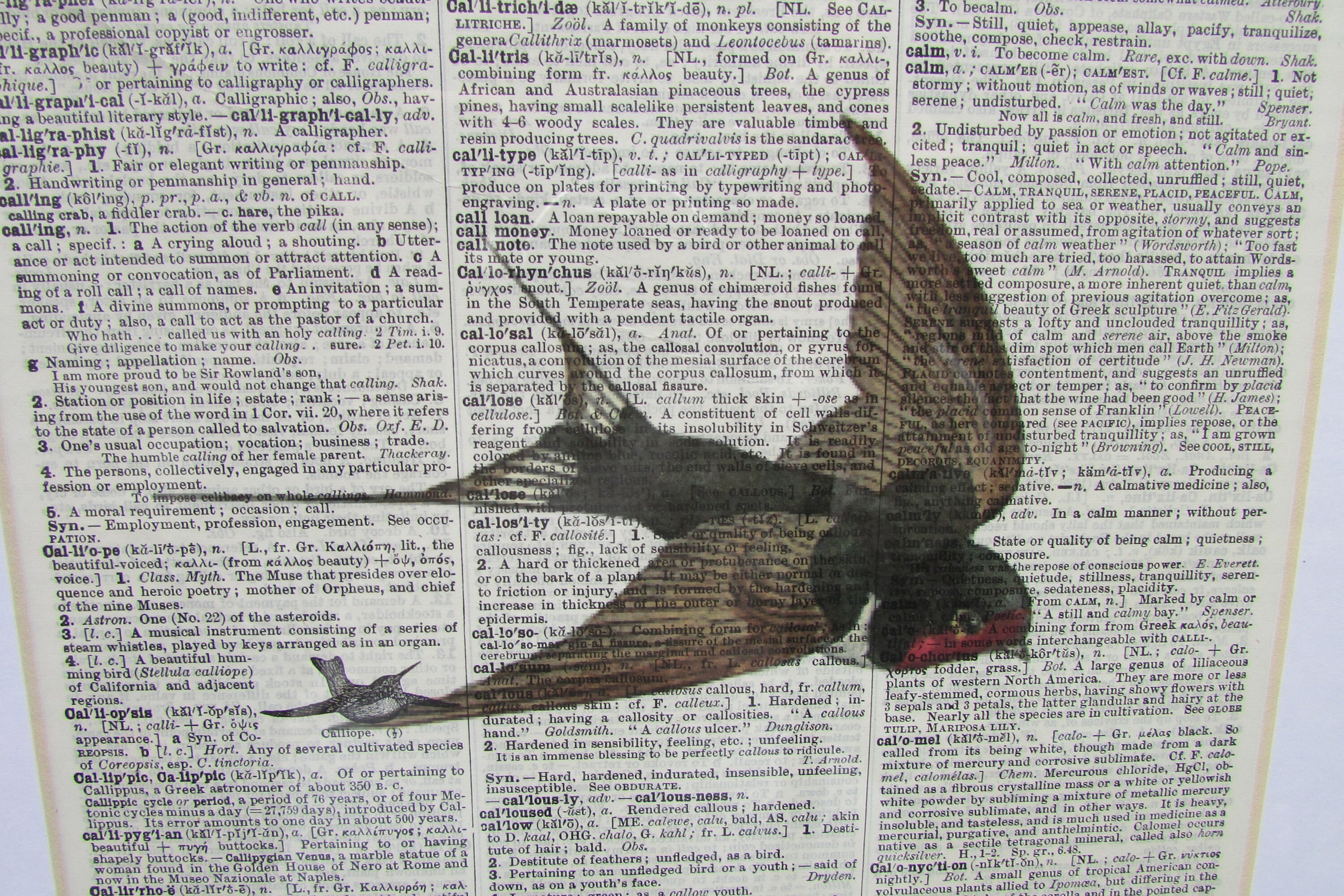 Dictionary Art Bird Print Dictionary Page 1917 Webster's 8 X 11 Inches ...