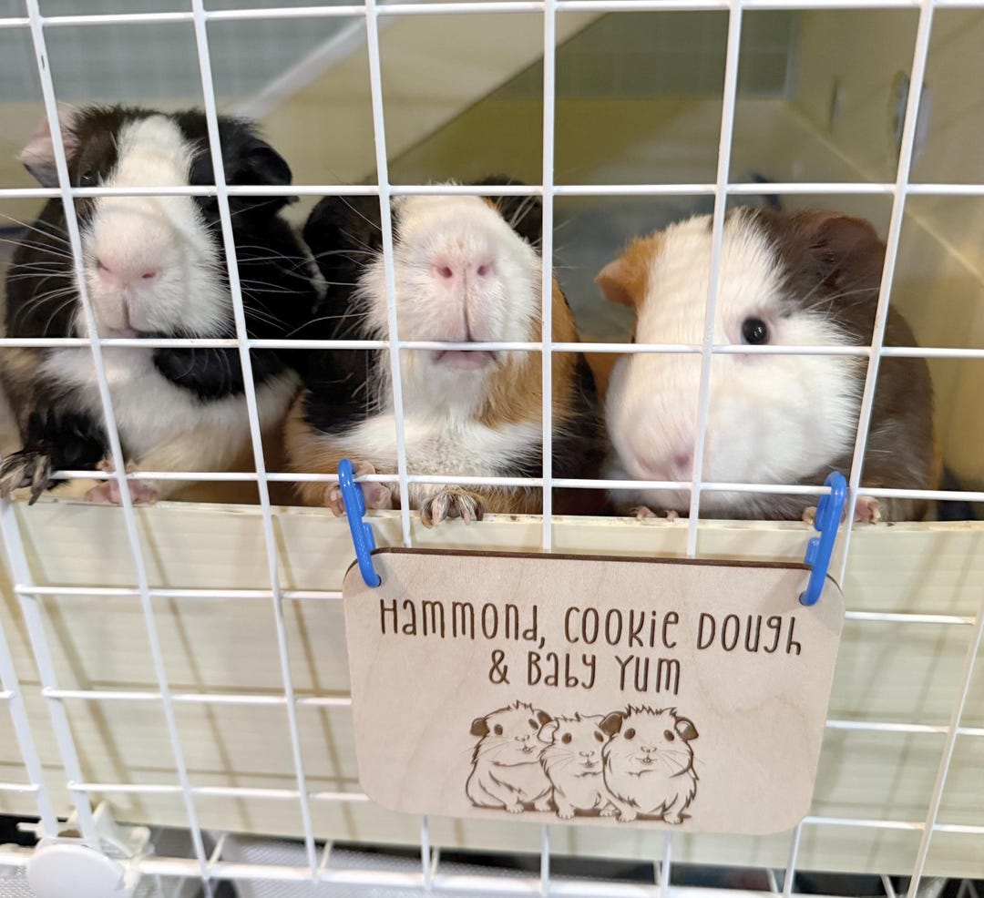Guinea Pig Trio Cage Tag, Personalized, Custom, Engraved Wood, Pet ...
