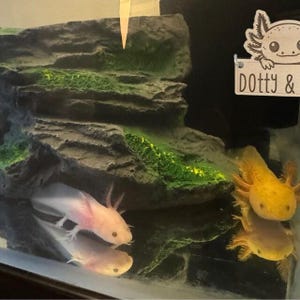 Axolotl Aquarium Tag, Personalized, Engraved Wood, Terrarium Tag ...