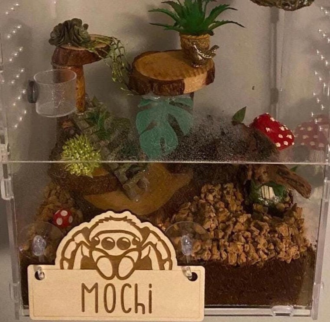 Spider Name Tag, Personalized, Engraved Wood, Terrarium Tag, Habitat ...